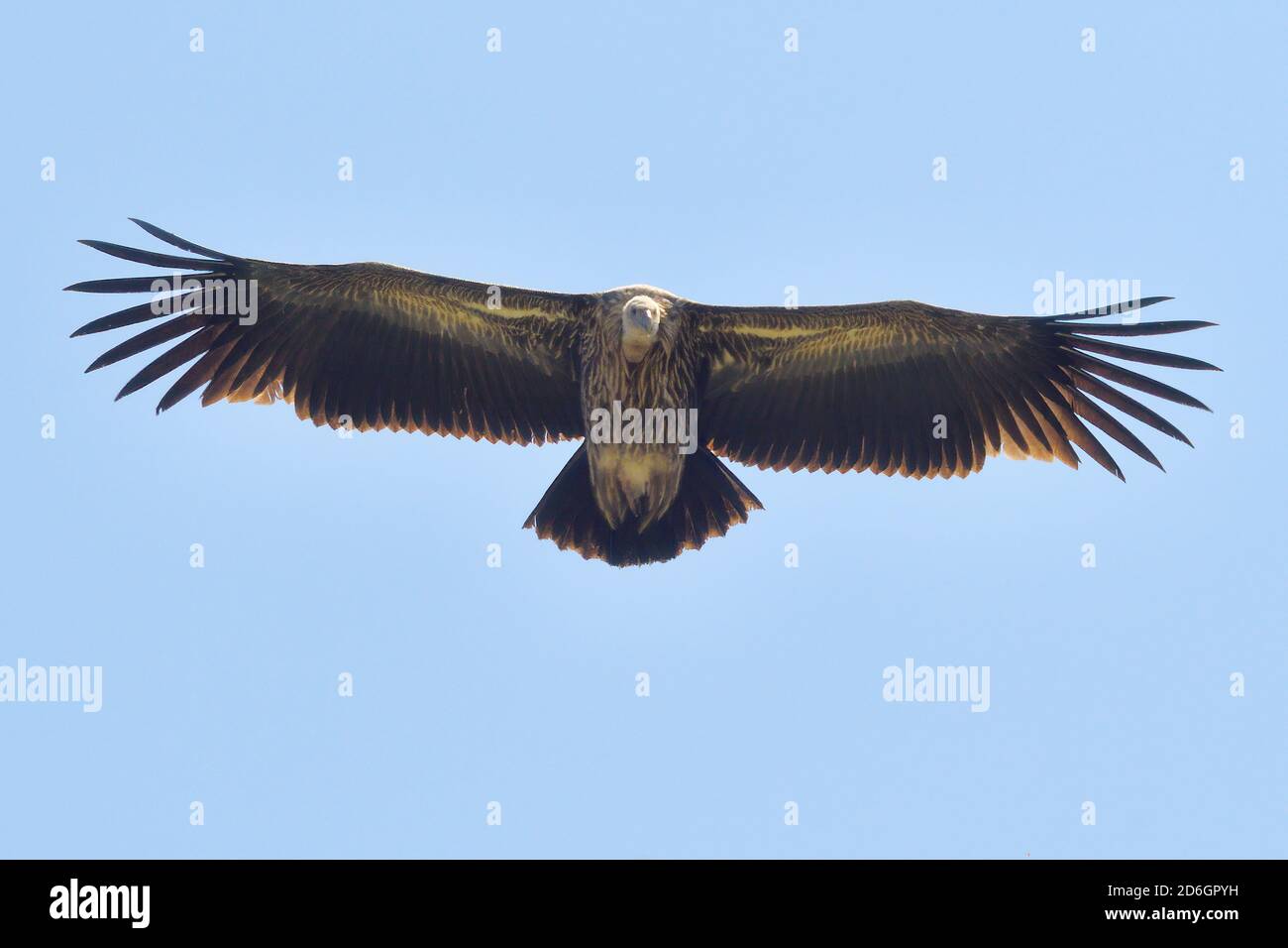 Himalayan Vulture In Flight High Resolution Stock Photography and ...