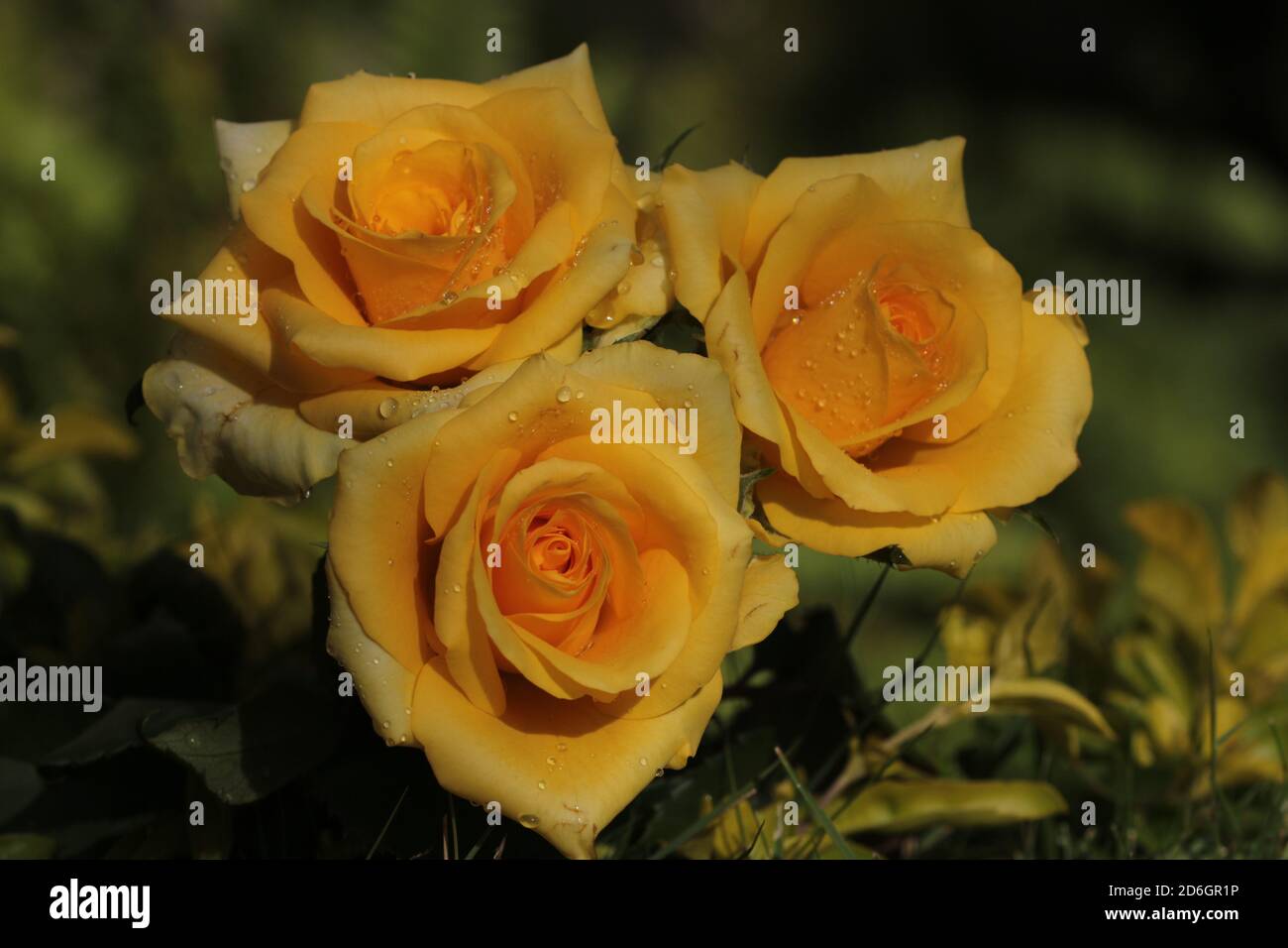 Three yellow rose buds hi-res stock photography and images - Alamy