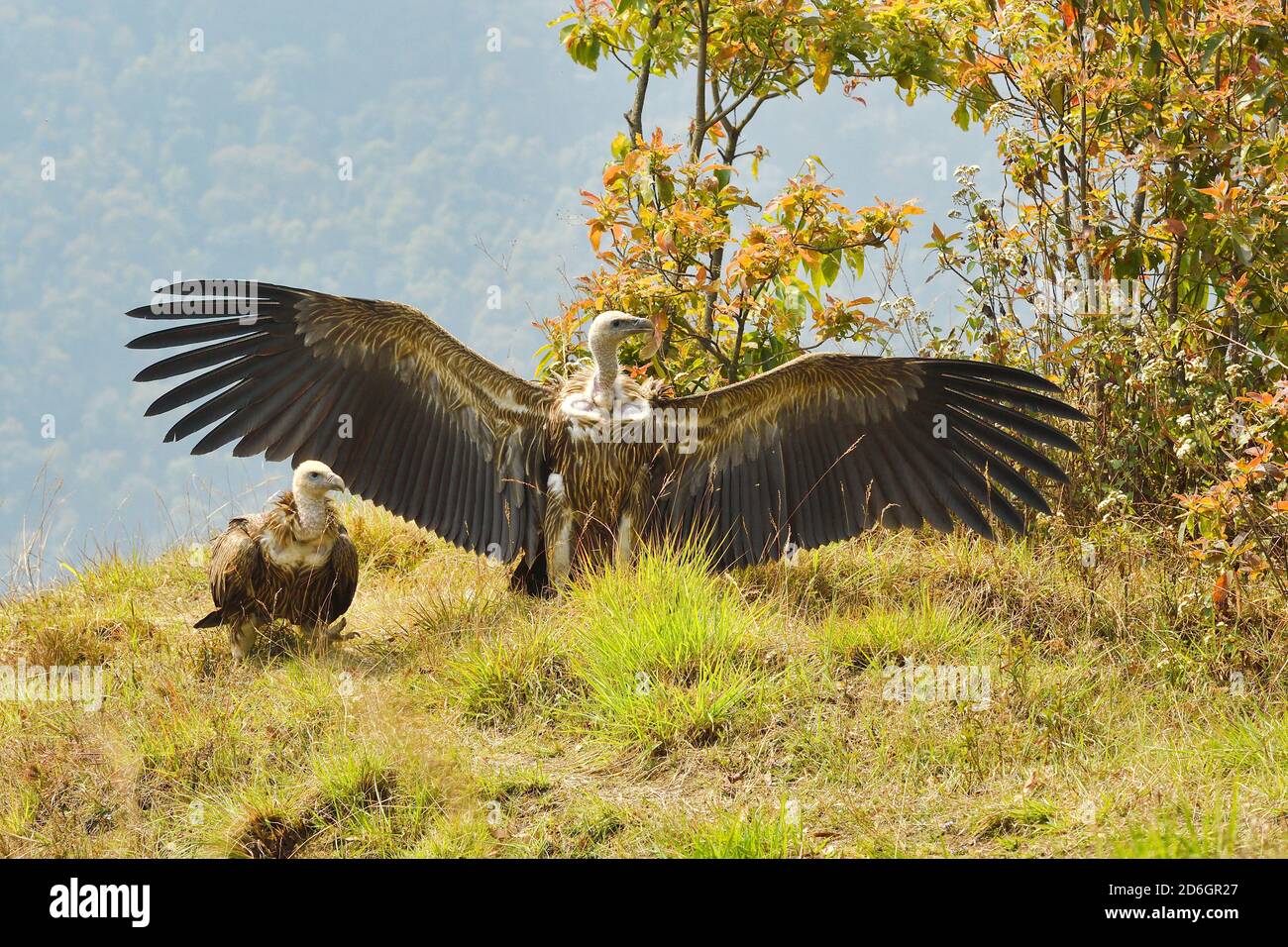Himalayan Griffon Vulture, Gyps himalayensis South of Annapurna ...