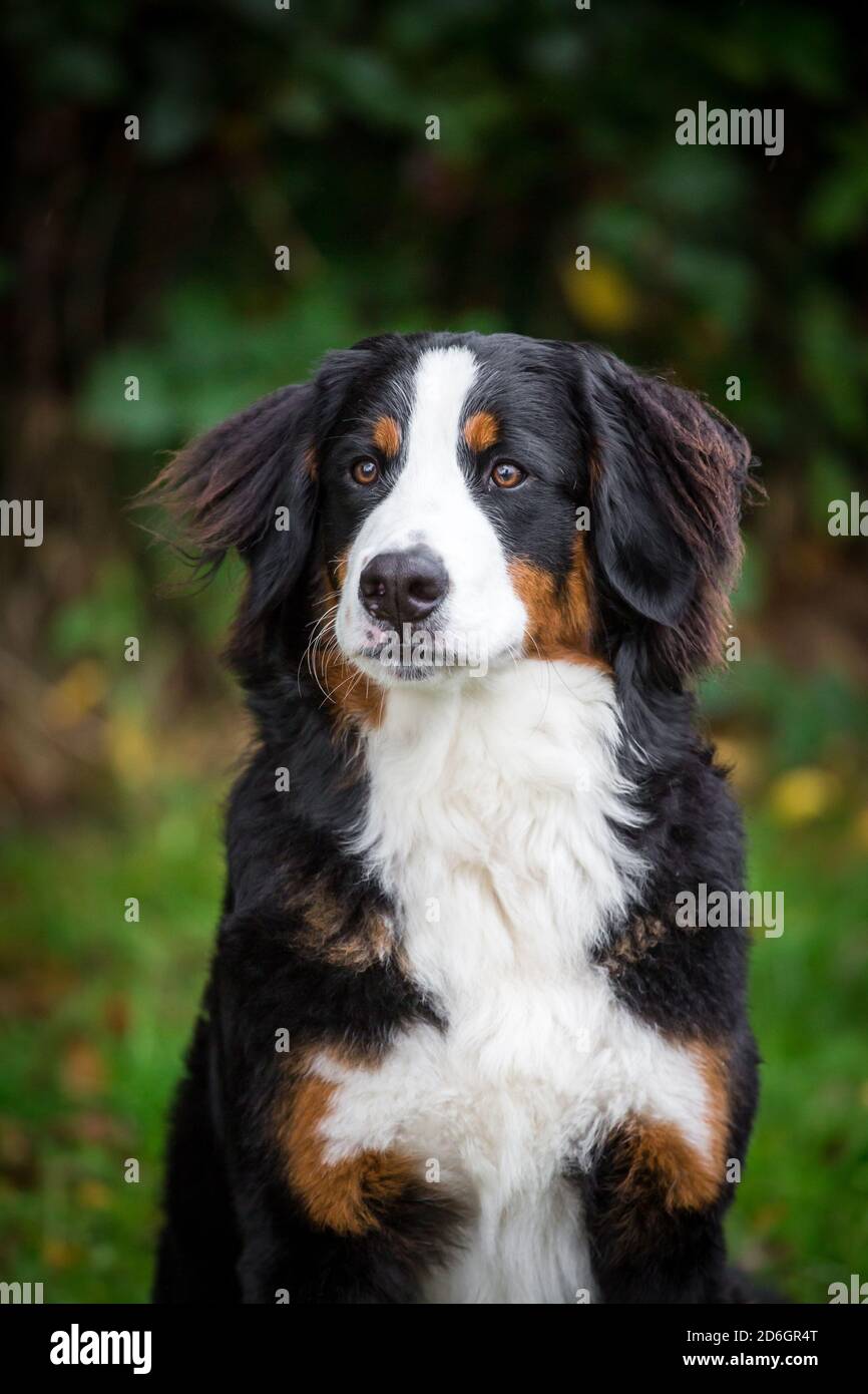 Bernese cattle dog berner hi-res stock photography and images - Alamy