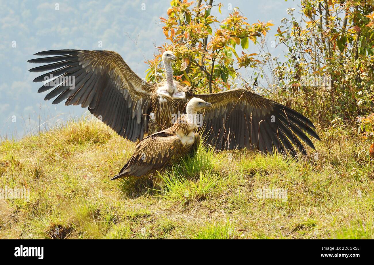 Himalayan Griffon Vulture, Gyps himalayensis South of Annapurna ...