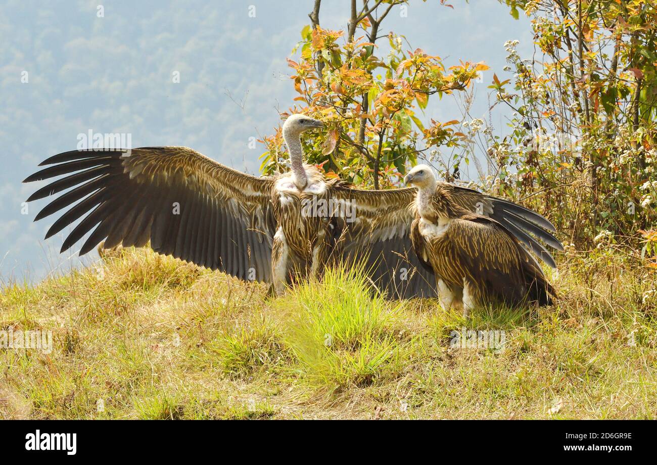 Himalayan Griffon Vulture, Gyps himalayensis South of Annapurna ...