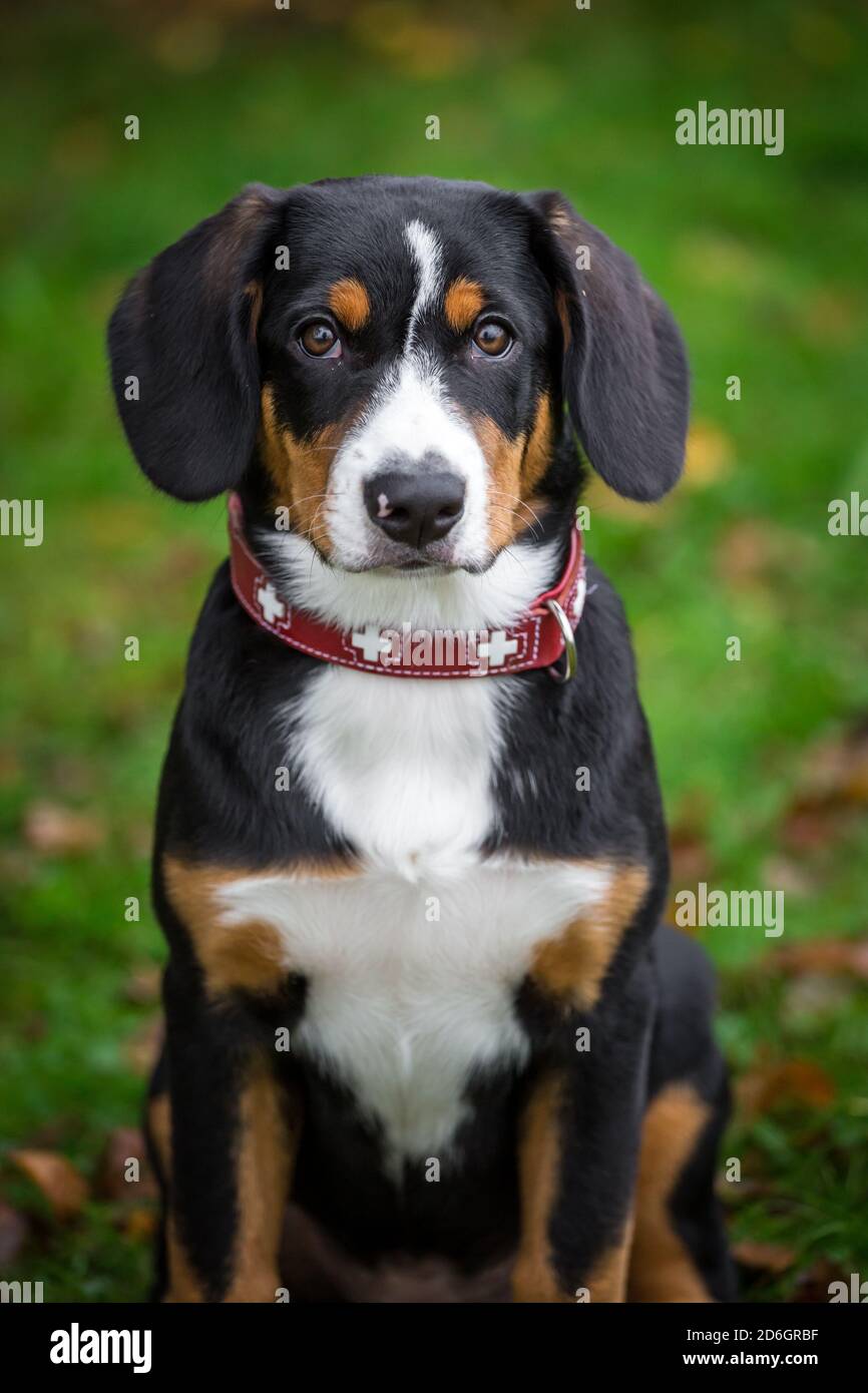 Entlebucher sennenhund puppy hi-res stock photography and images - Alamy