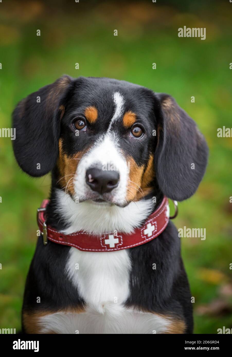 Entlebucher sennenhund puppy hi-res stock photography and images - Alamy