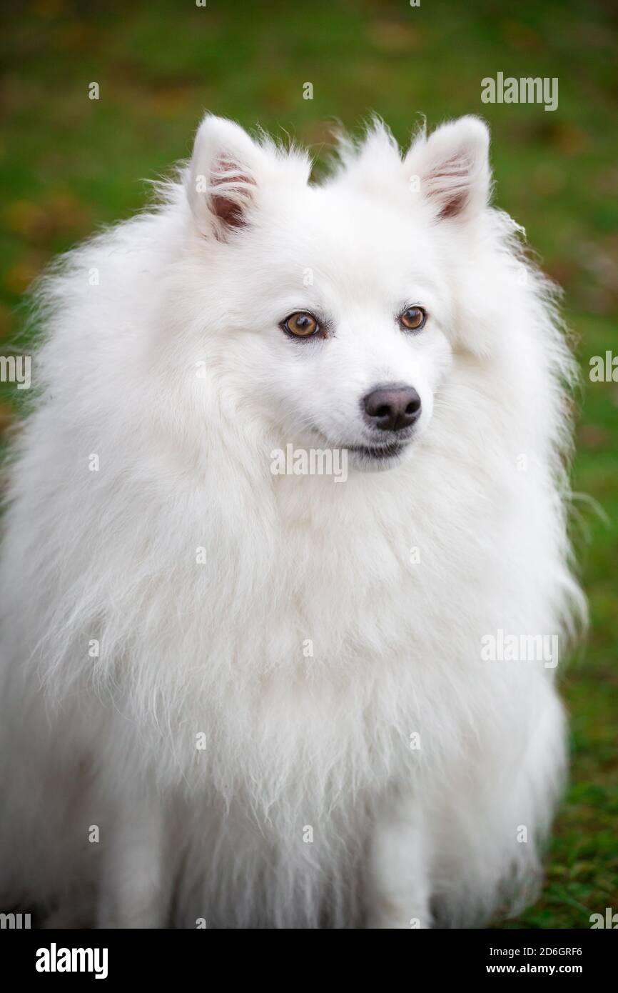 Japanese Spitz, head portrait Stock Photo - Alamy