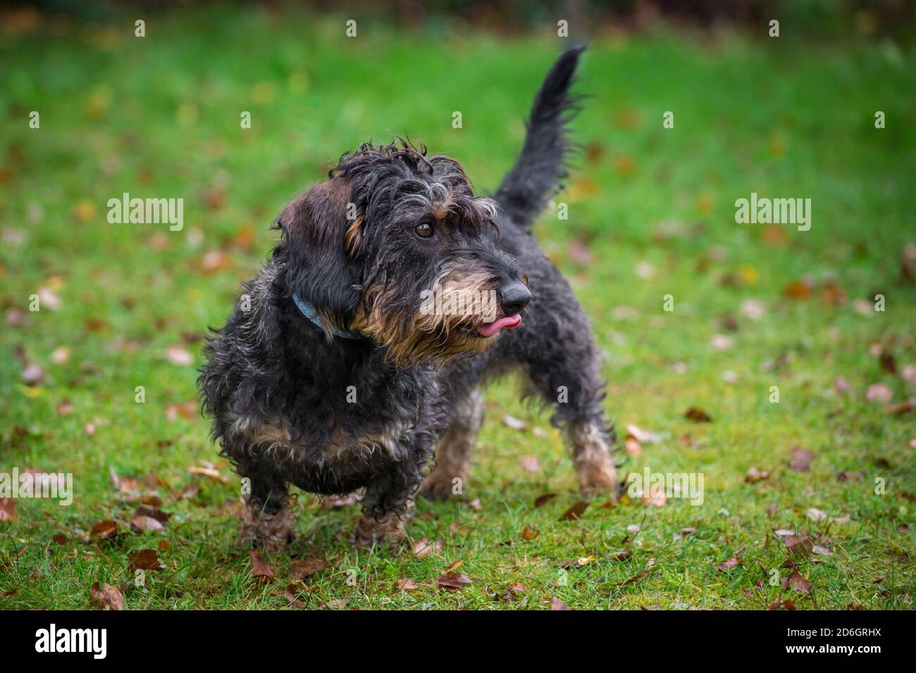 Wire-haired Dachshund dog, standing Stock Photo - Alamy
