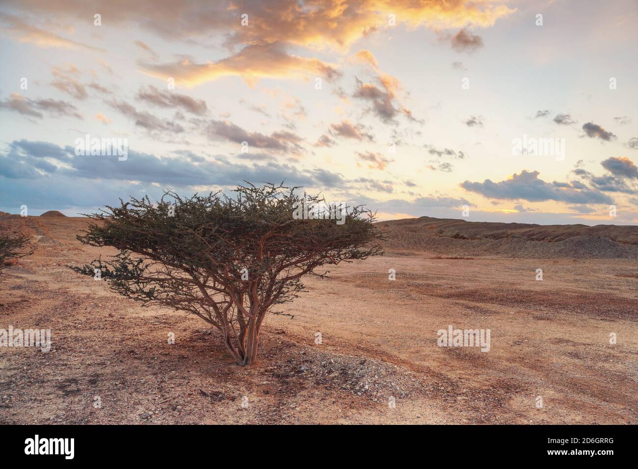 Israel bush hi-res stock photography and images - Alamy