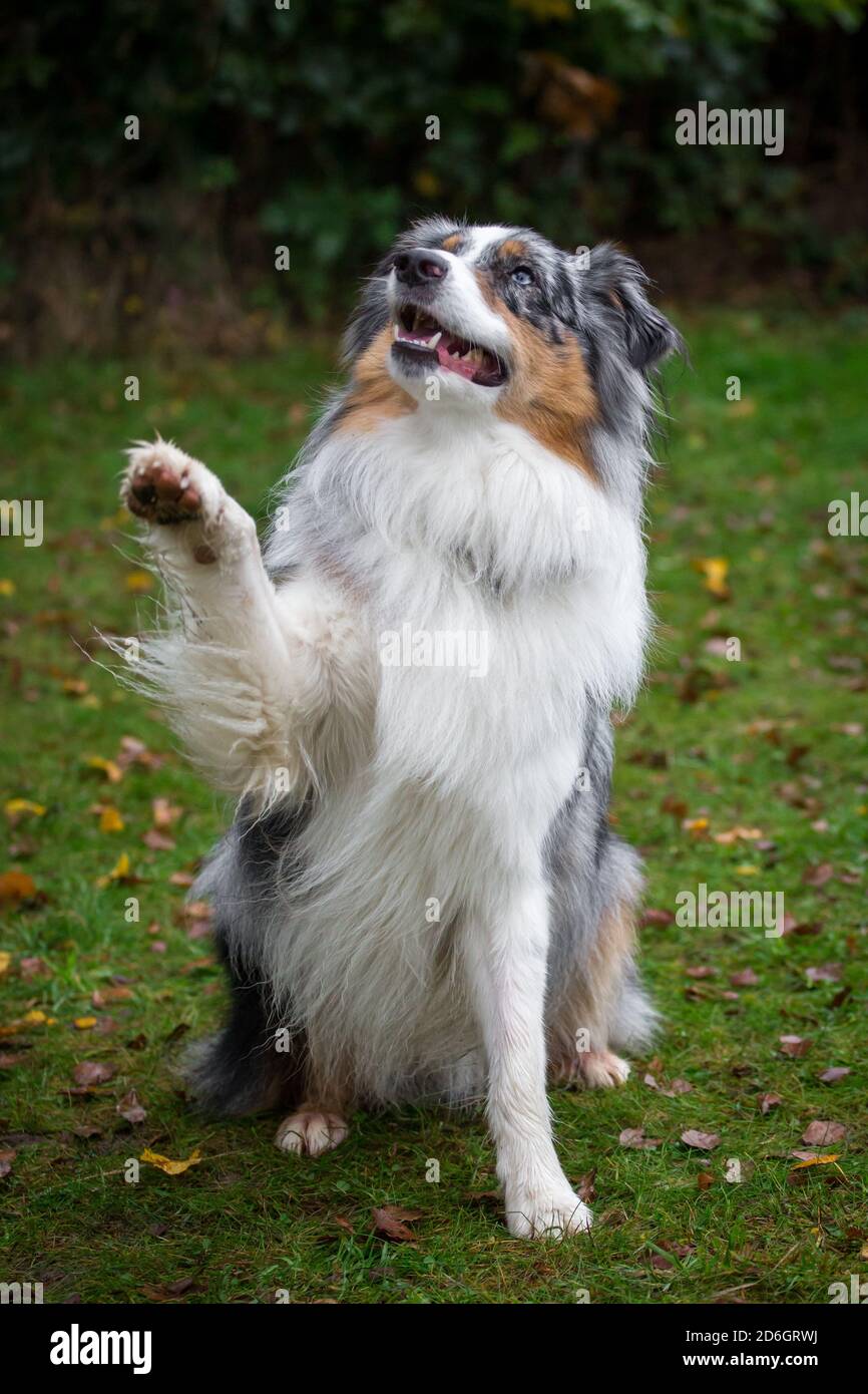 Australian shepherd paw hi-res stock photography and images - Alamy