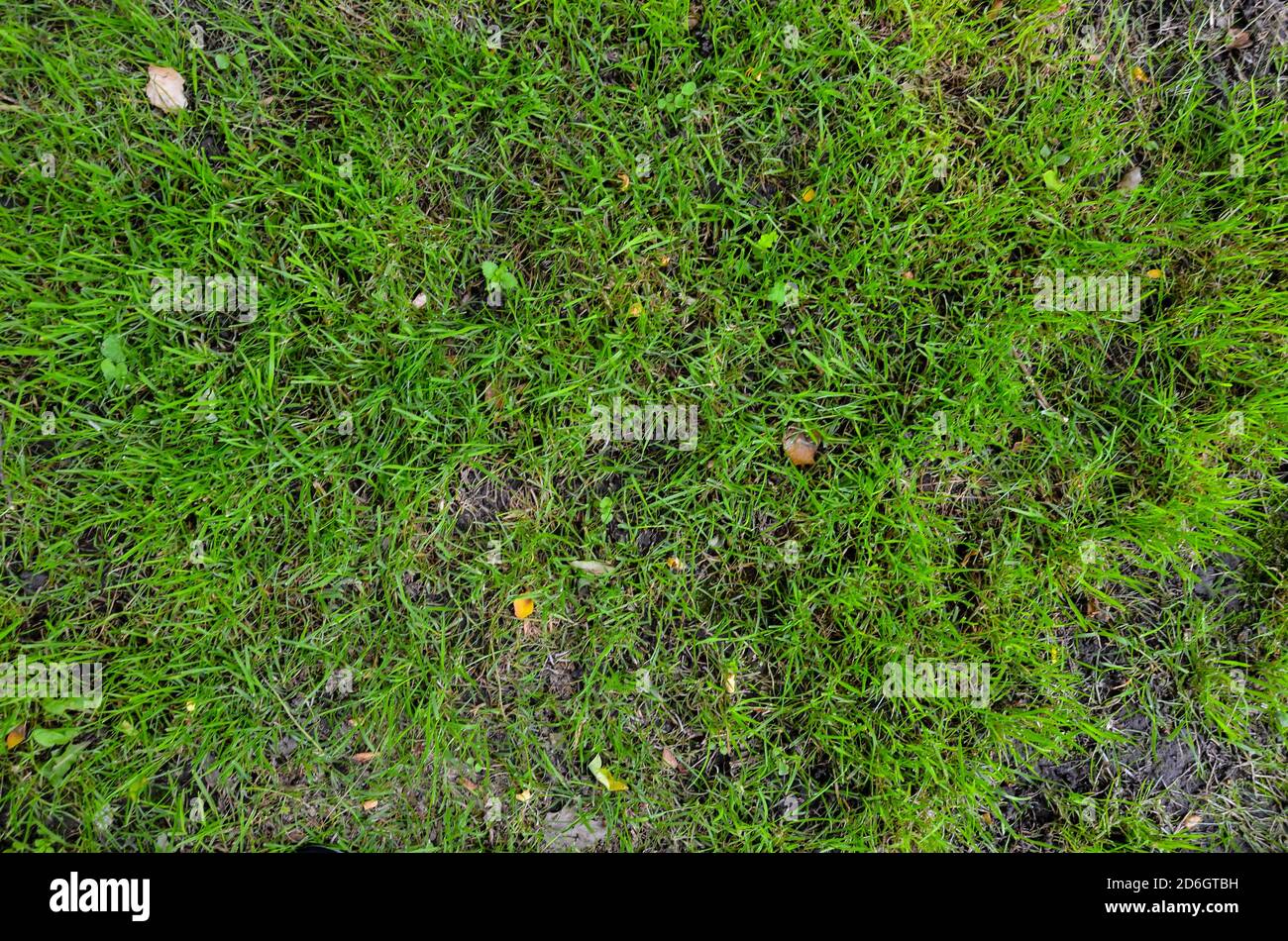 Green Grass Pattern Texture Stock Photo - Alamy