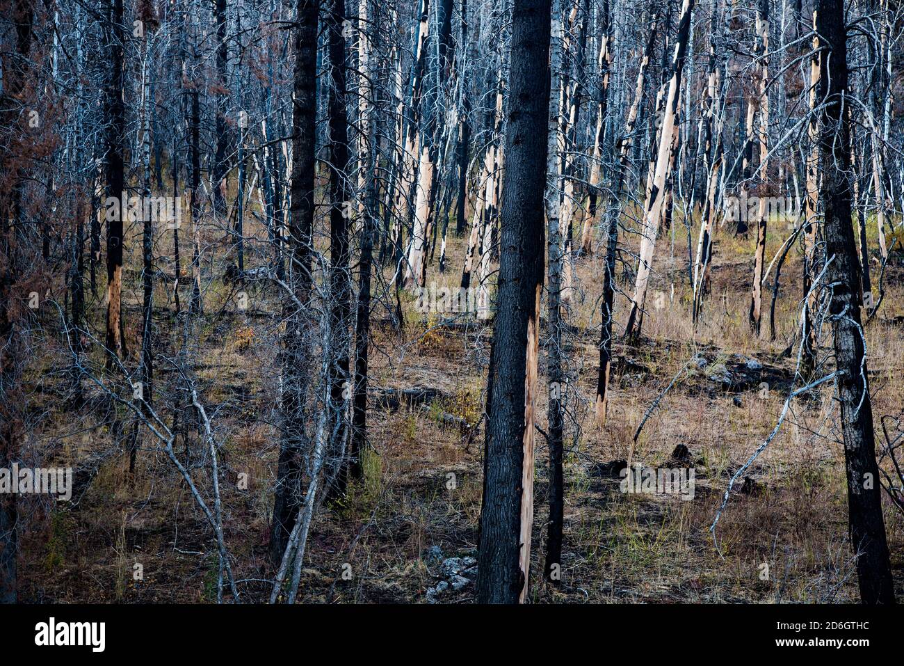 Charred pine trees after a forest fire. Over time, even devastating ...