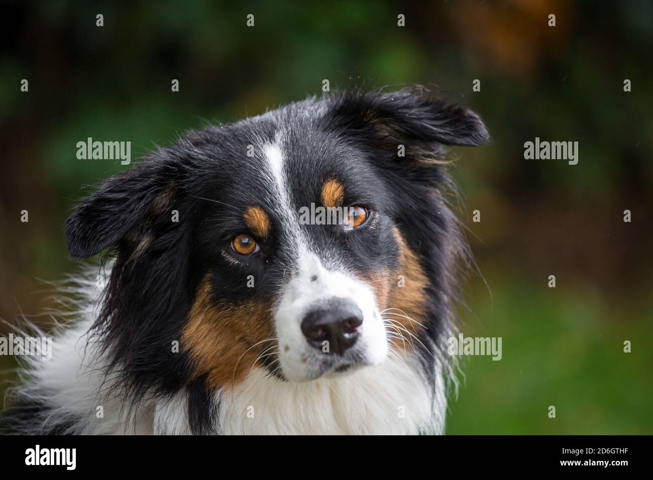 Tricolor australian shepherd dog hi-res stock photography and images ...