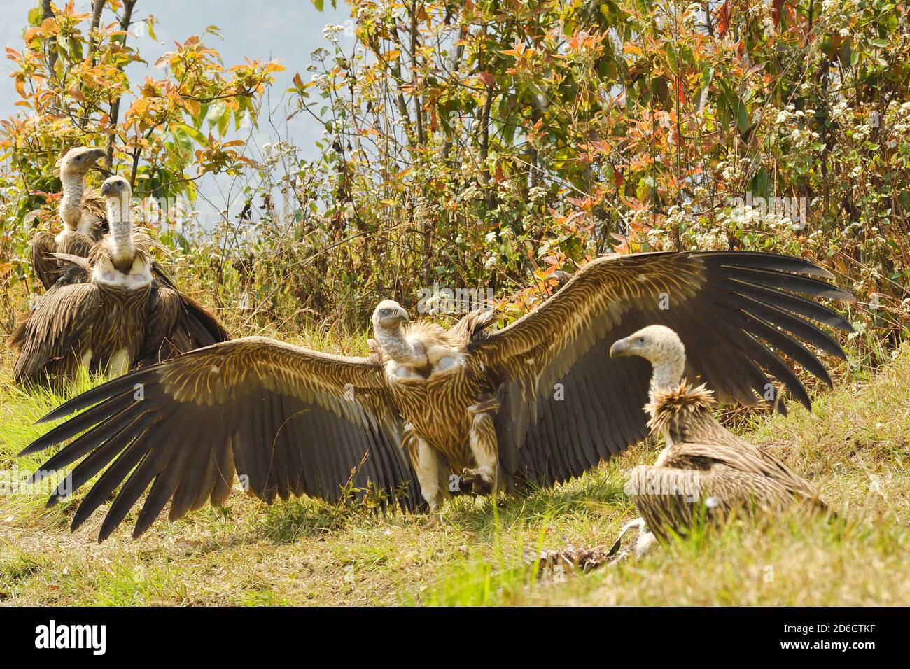 Himalayan Griffon Vulture, Gyps himalayensis Astam, South of Annapurna ...