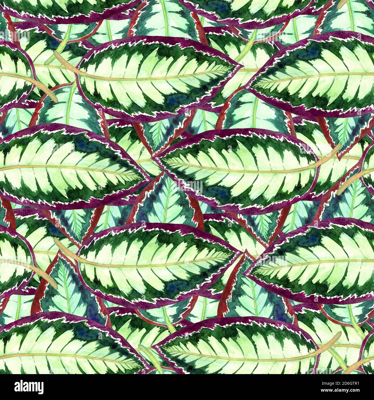 Maranta striped leaves, hand painted watercolor illustration seamless pattern design on white ...