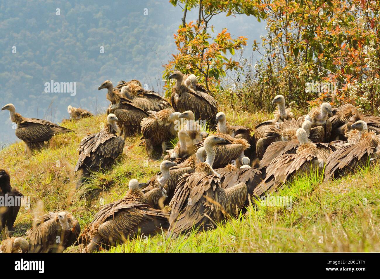 Himalayan Griffon Vulture, Gyps himalayensis South of Annapurna ...