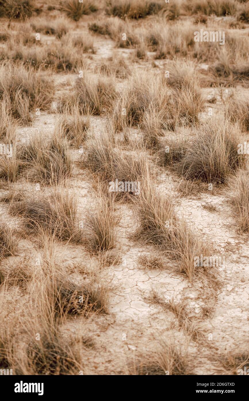 Desert plants growing on dry soil texture Stock Photo - Alamy