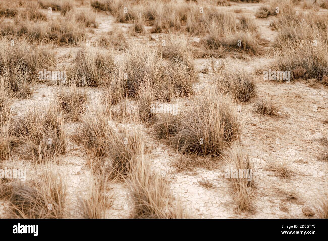 Desert plants growing on dry soil texture Stock Photo - Alamy