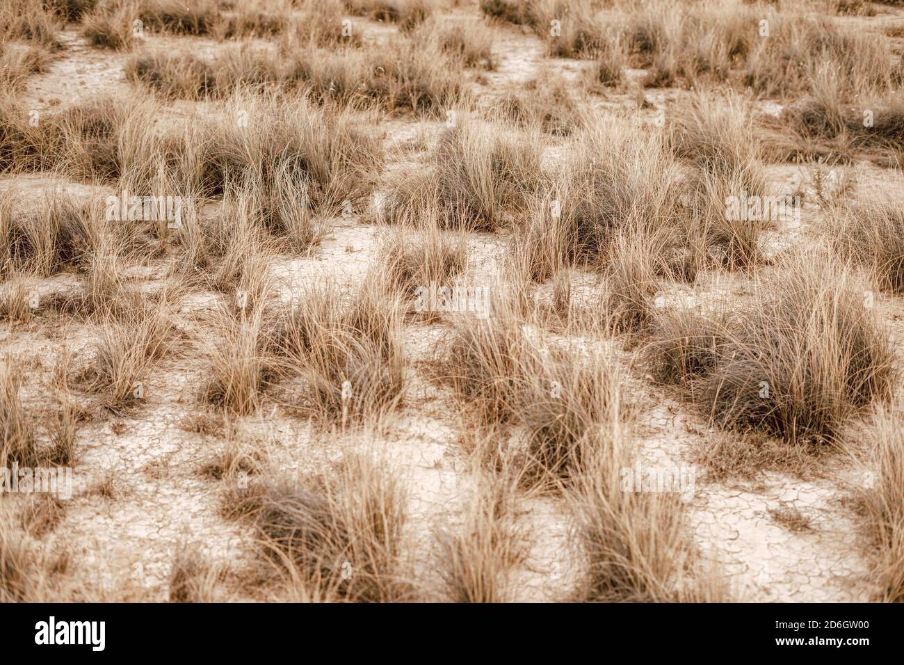 Desert plants growing on dry soil texture Stock Photo - Alamy