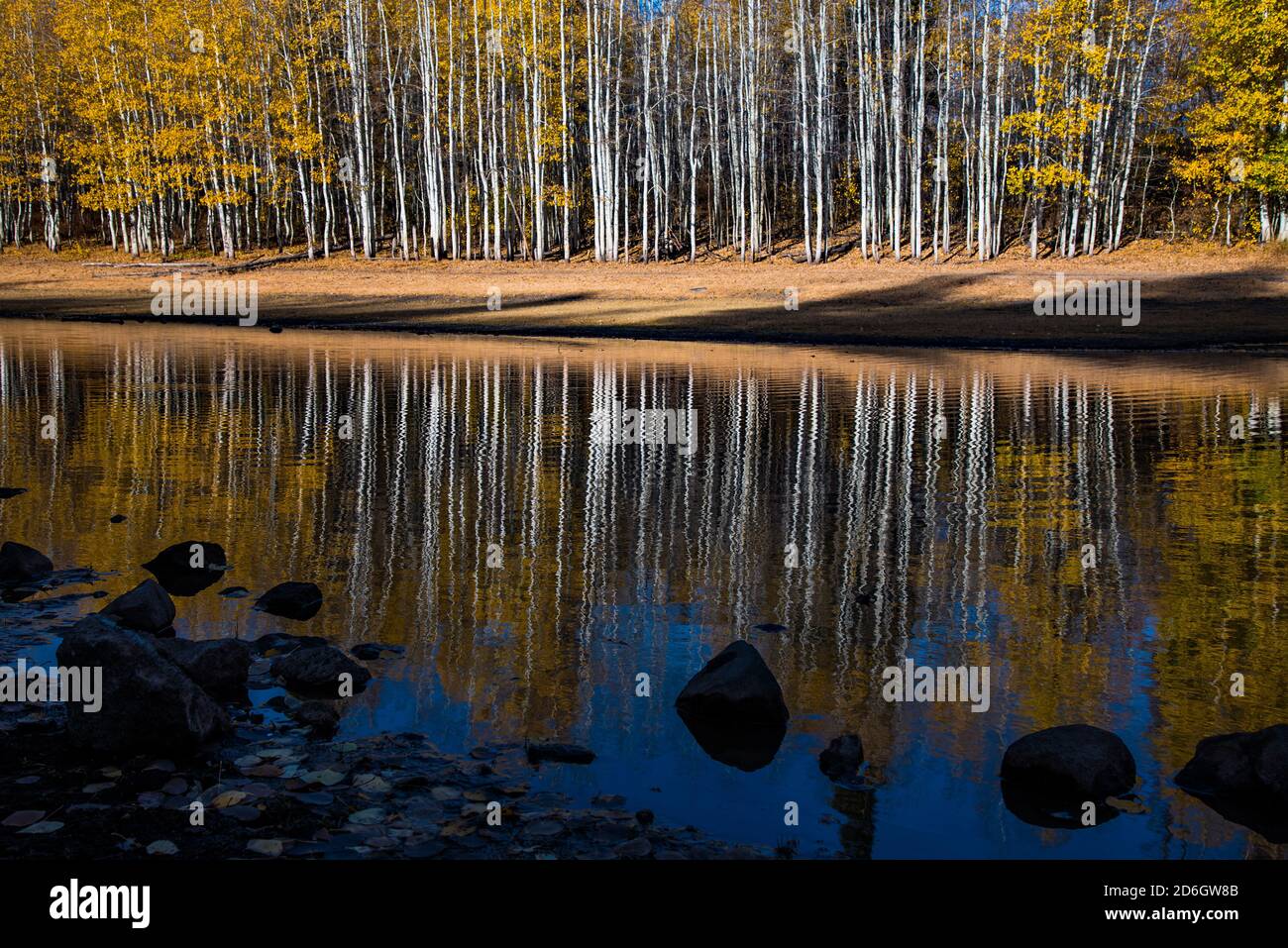 Reflection of forest and sky in a small lake. Mid morning sun creates a ...