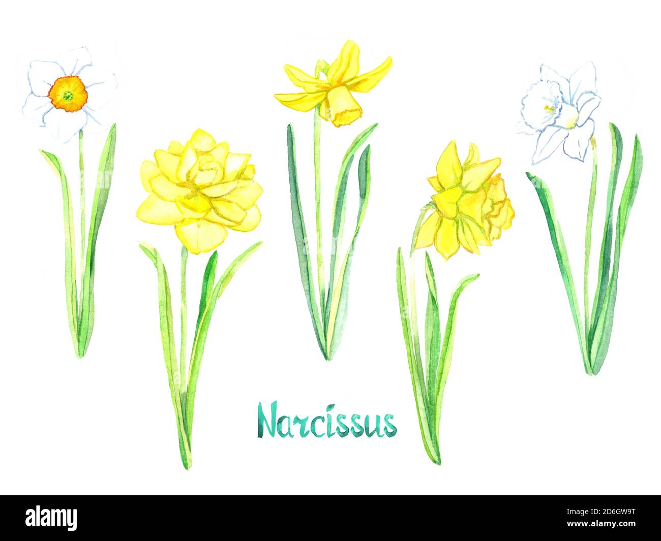 Narcissus flowers collection isolated on white hand painted watercolor ...