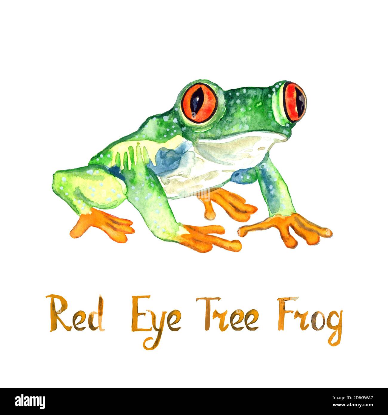 Red eye tree frog (Agalychnis callidryas) isolated on white hand ...