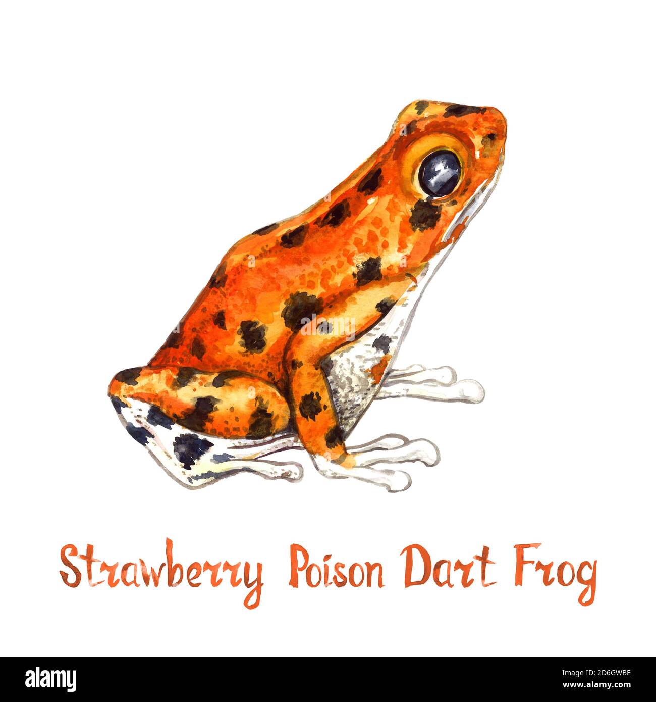 Strawberry poison frog, strawberry poison-dart frog (Oophaga pumilio ...