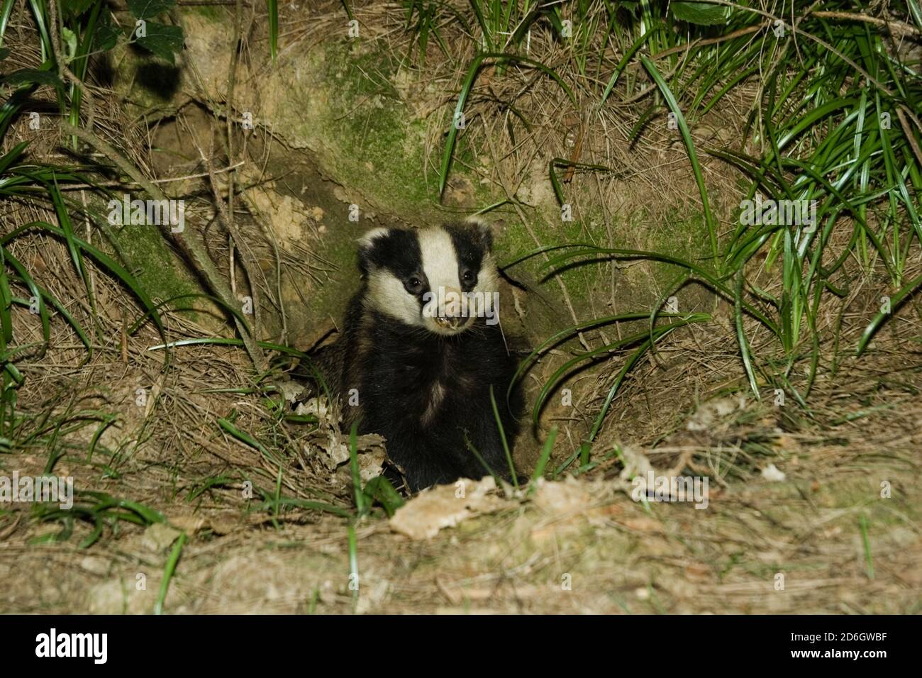 Wild Male Badger (Meles meles) at sett entrance.Hemsted Forest near ...