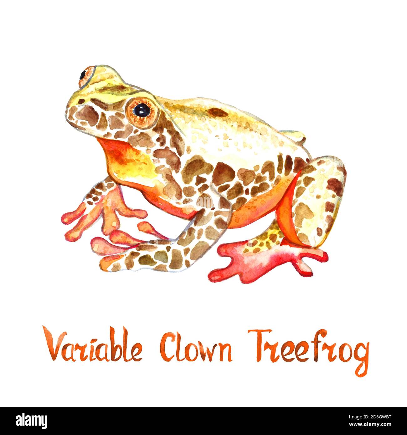 Variable clown tree frog (Dendropsophus triangulum) , isolated on white ...