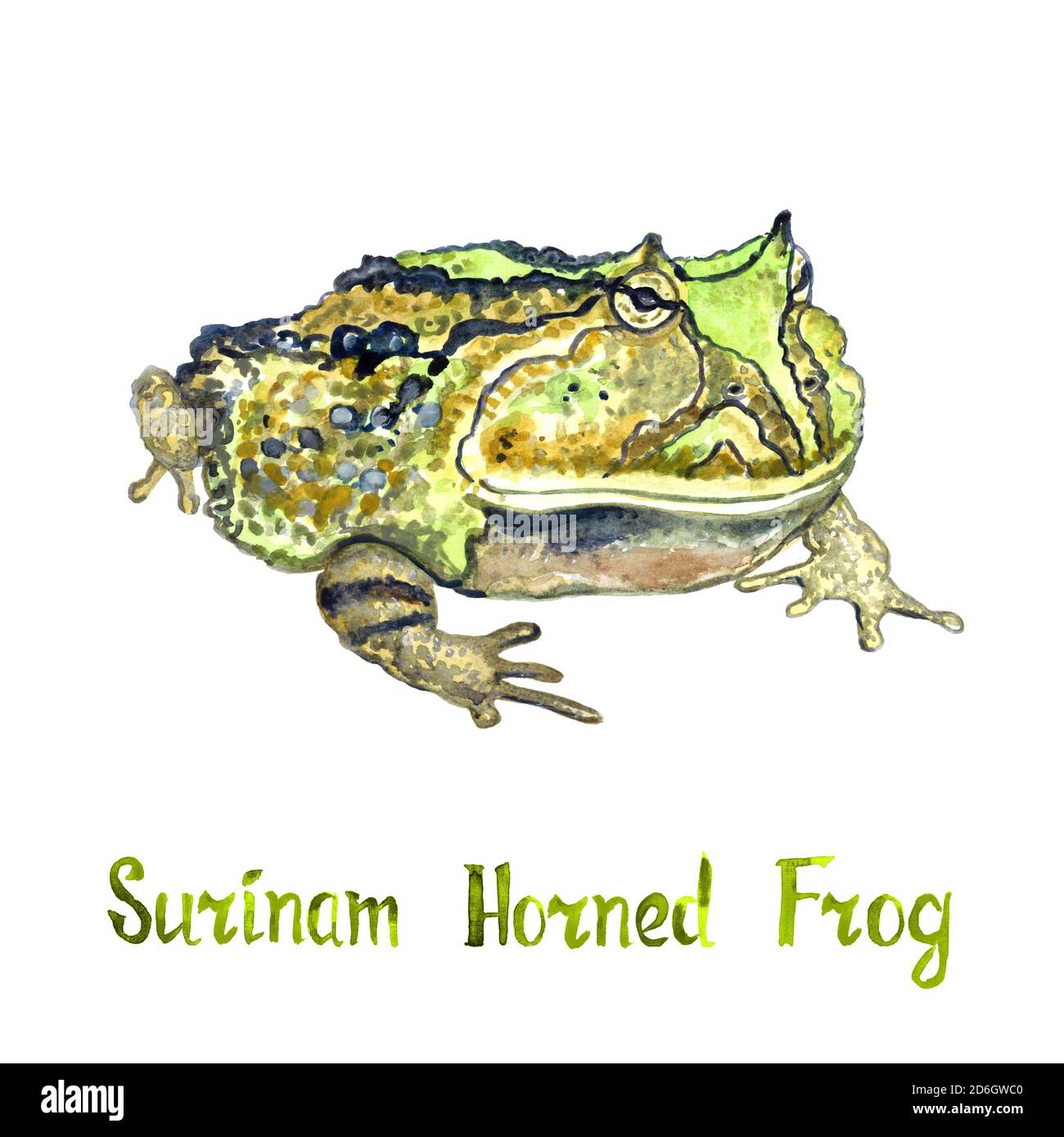 Surinam horned frog (Ceratophrys cornuta), isolated on white hand ...