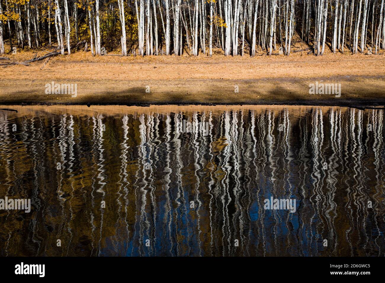 Reflections of Quaking Aspen Trees in a quiet pond. quiet ripples ...