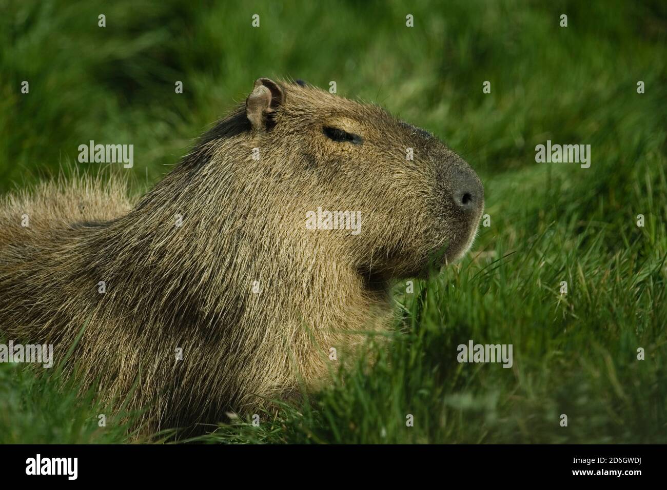 Hydrochooerus capybara hi-res stock photography and images - Alamy