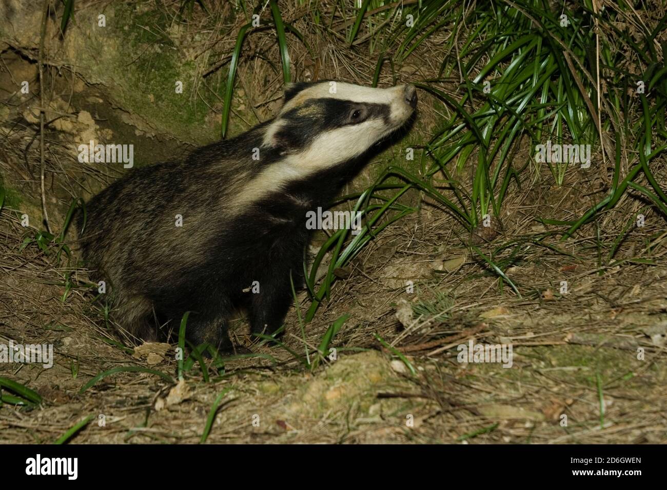 Wild Male Badger (Meles meles) at sett entrance.Hemsted Forest near ...