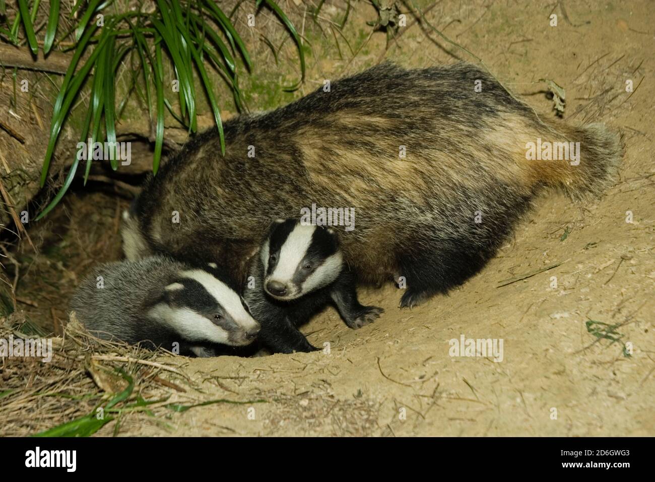 Badger cubs hi-res stock photography and images - Alamy
