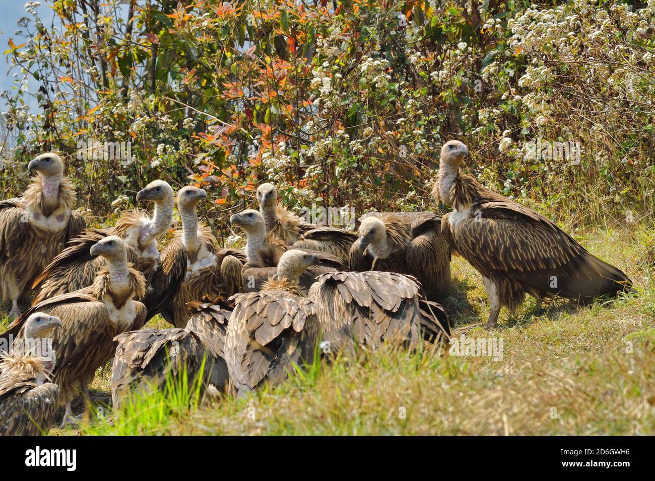 Himalayan Griffon Vulture, Gyps himalayensis Astam, South of Annapurna ...