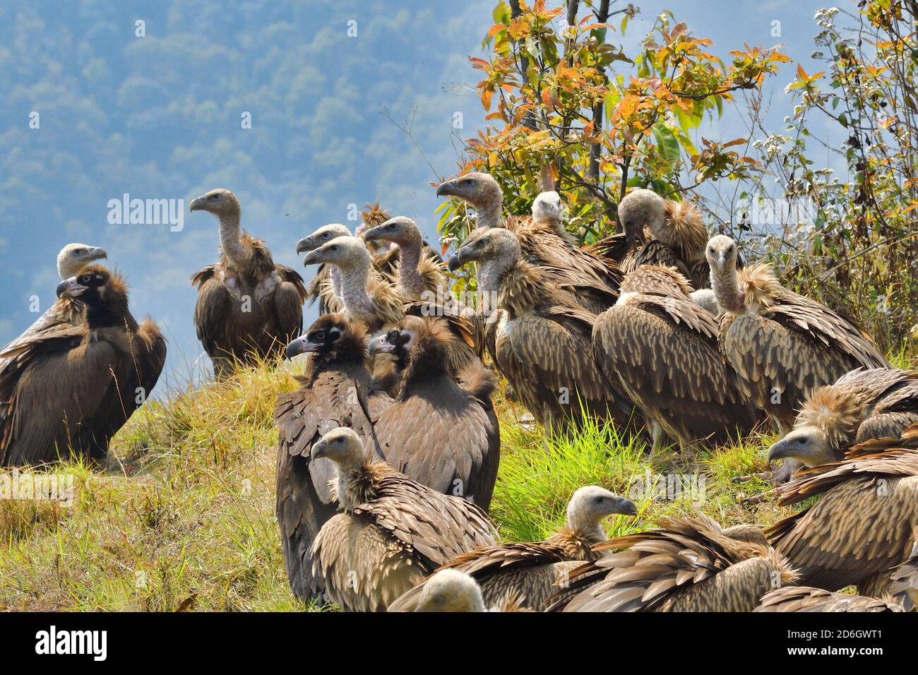 Himalayan Griffon Vulture, Gyps himalayensis and 3 Cinereous (Black ...