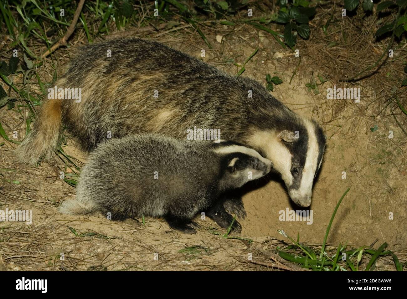 Wild young Badger cub with mother at sett entrance. (Meles meles ...