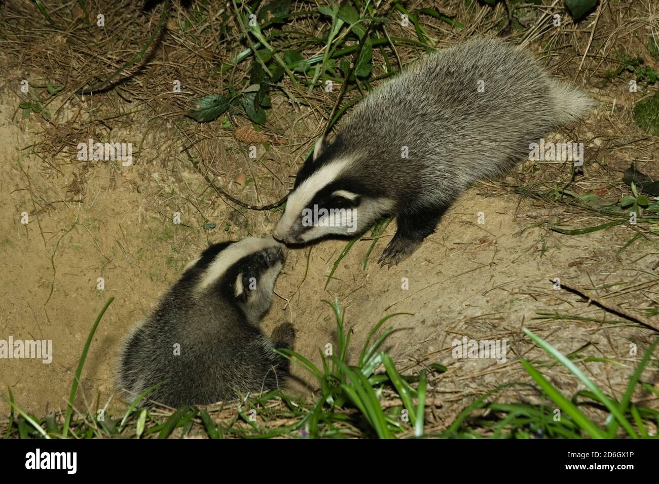 Wild young Badger cubs playing at sett entrance. (Meles meles) Hemsted ...