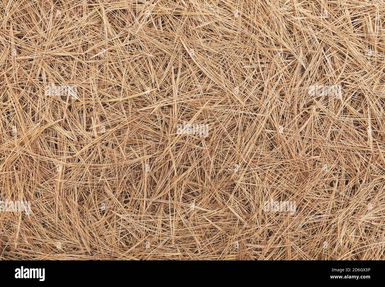 Pine needle straw background. Fall pattern. Autumn texture Stock Photo ...
