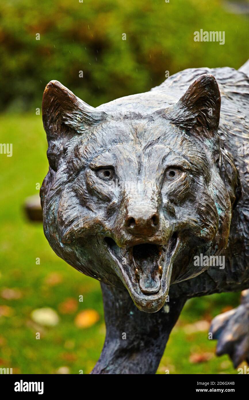 Wolf head mouth hi-res stock photography and images - Alamy