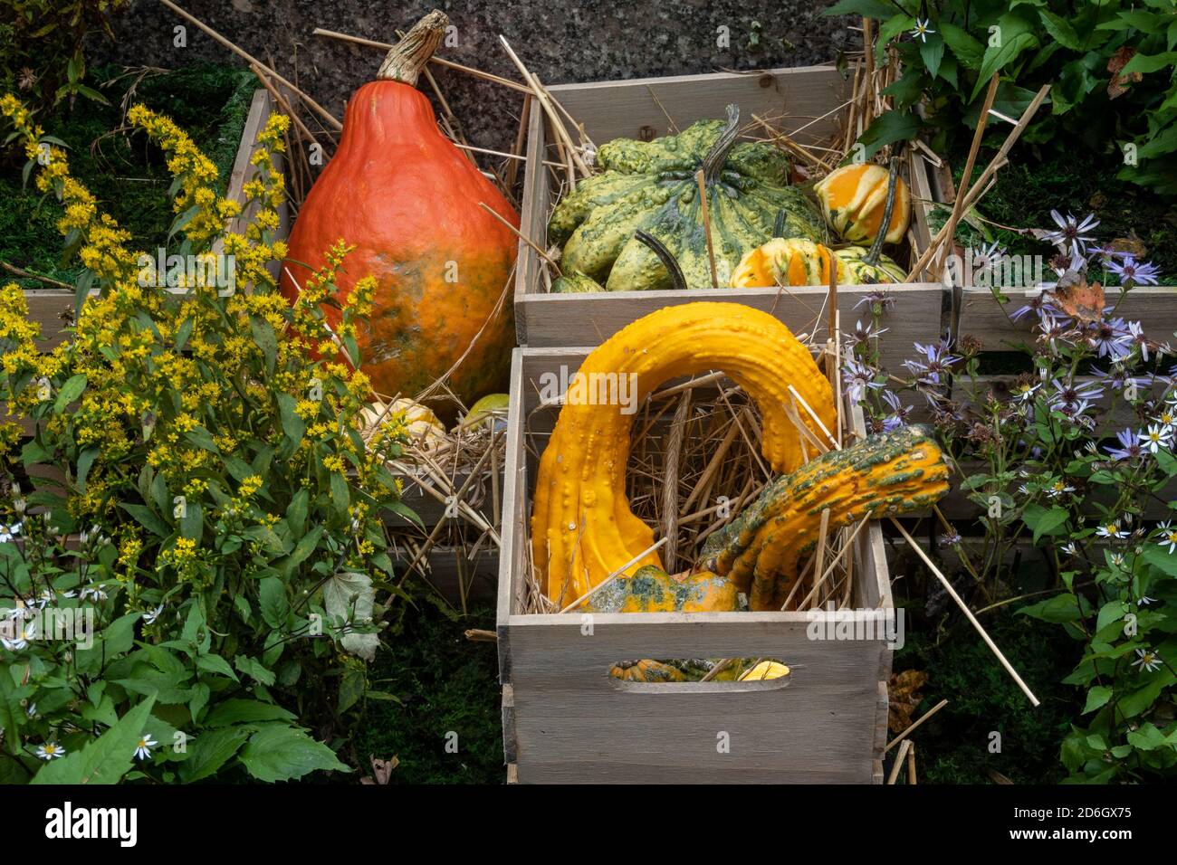 Rockefeller Center Channel Gardens in Autumn, NYC Stock Photo - Alamy