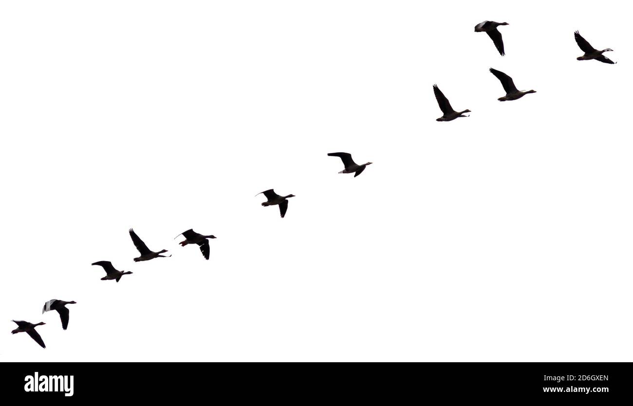 Flying Duck Silhouette