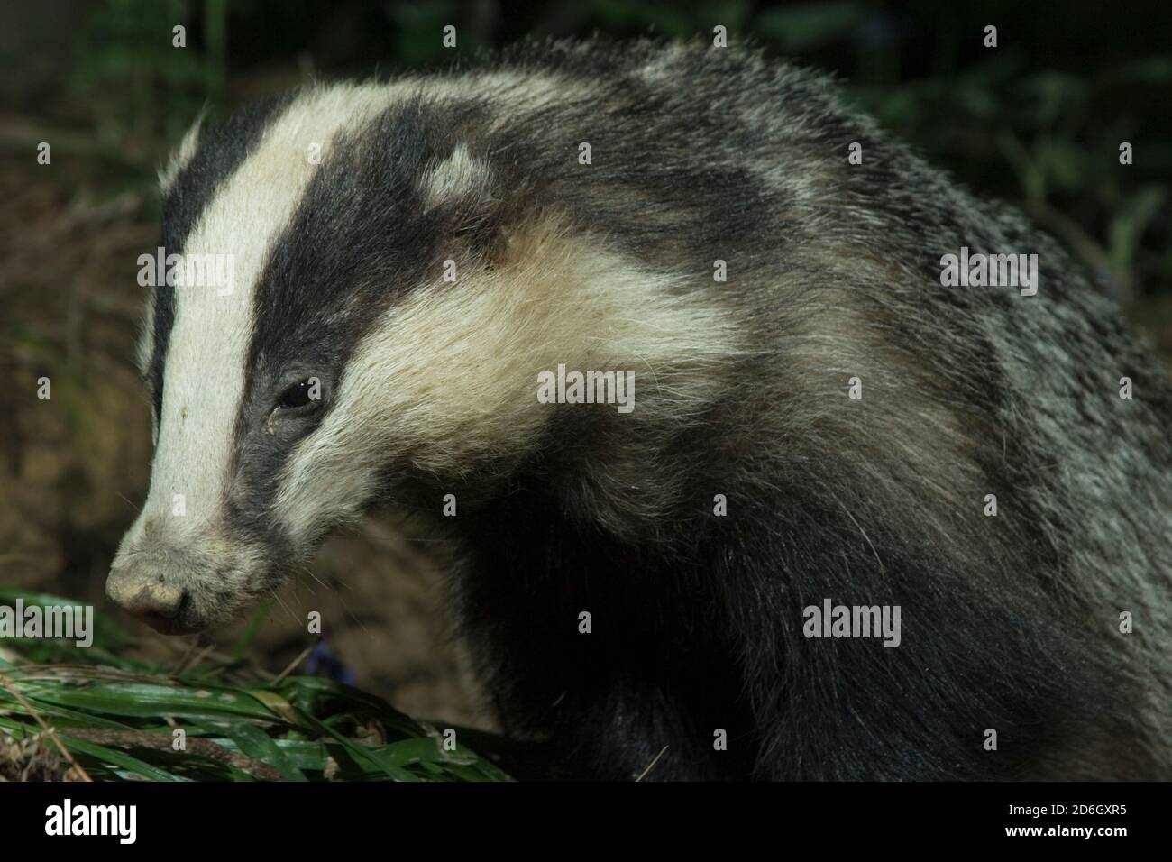 Wild Female Badger (Meles meles) standing in the Forest. Hemsted Forest ...