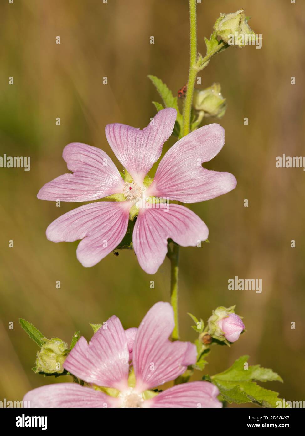 Pink flowers of musk mallow (Malva moschata), a perennial herbaceous ...