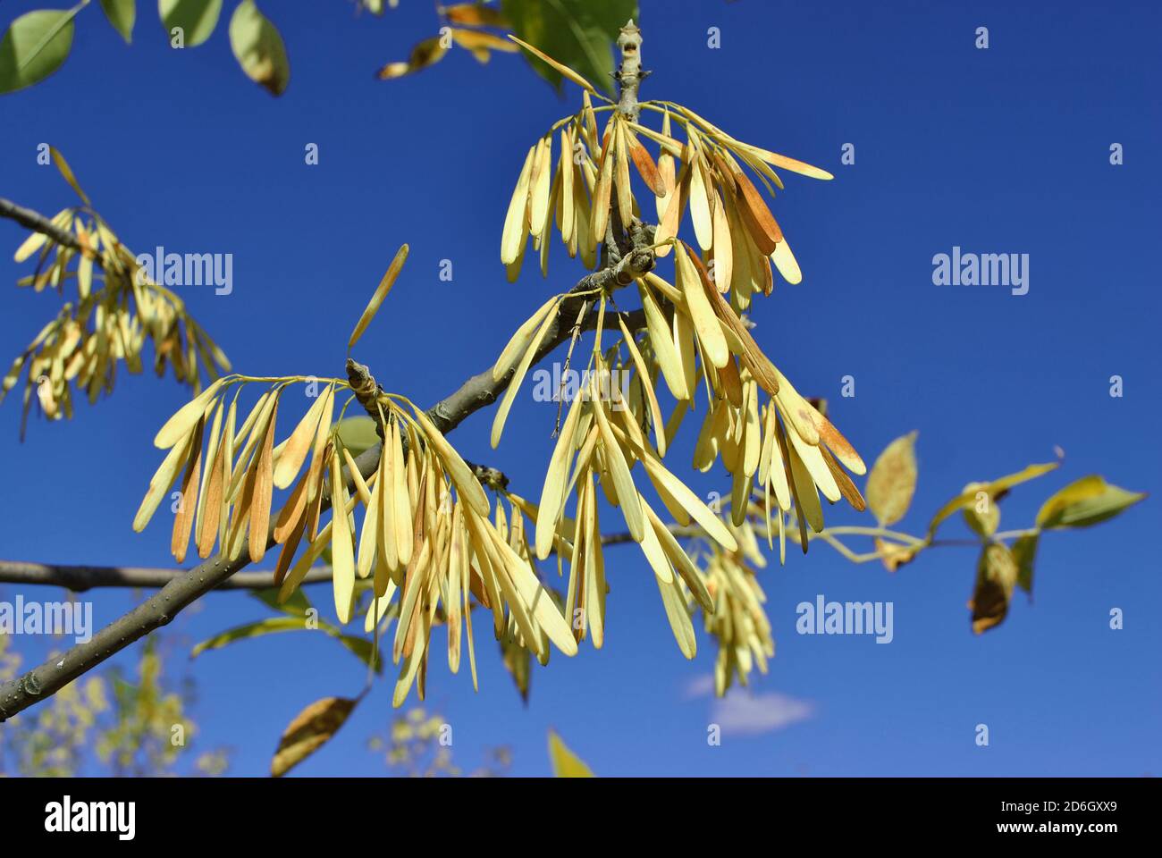Ash tree (Fraxinus) yellow seeds on brranches, bright blue sky ...