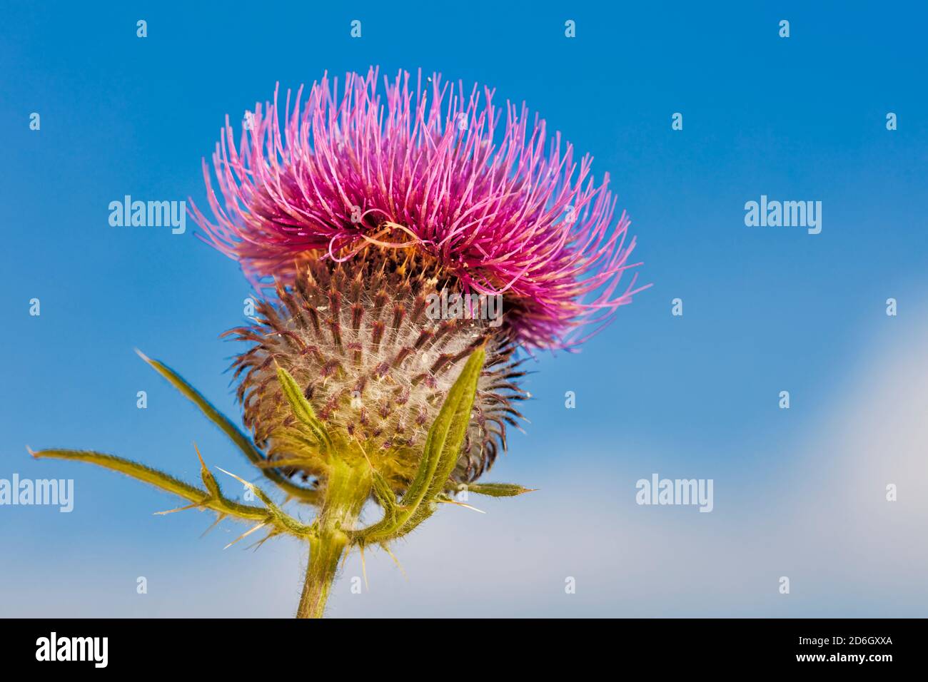 The scottish thistle hi-res stock photography and images - Alamy