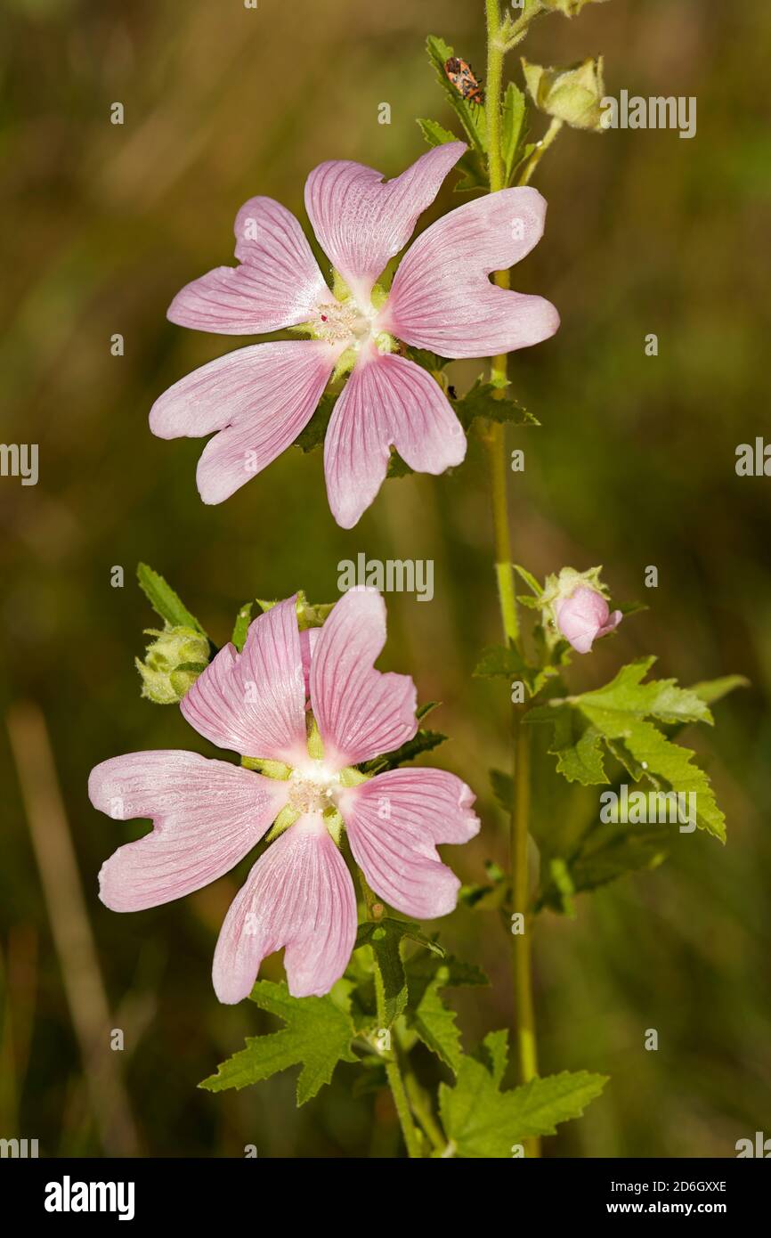 Pink flowers of musk mallow (Malva moschata), a perennial herbaceous ...