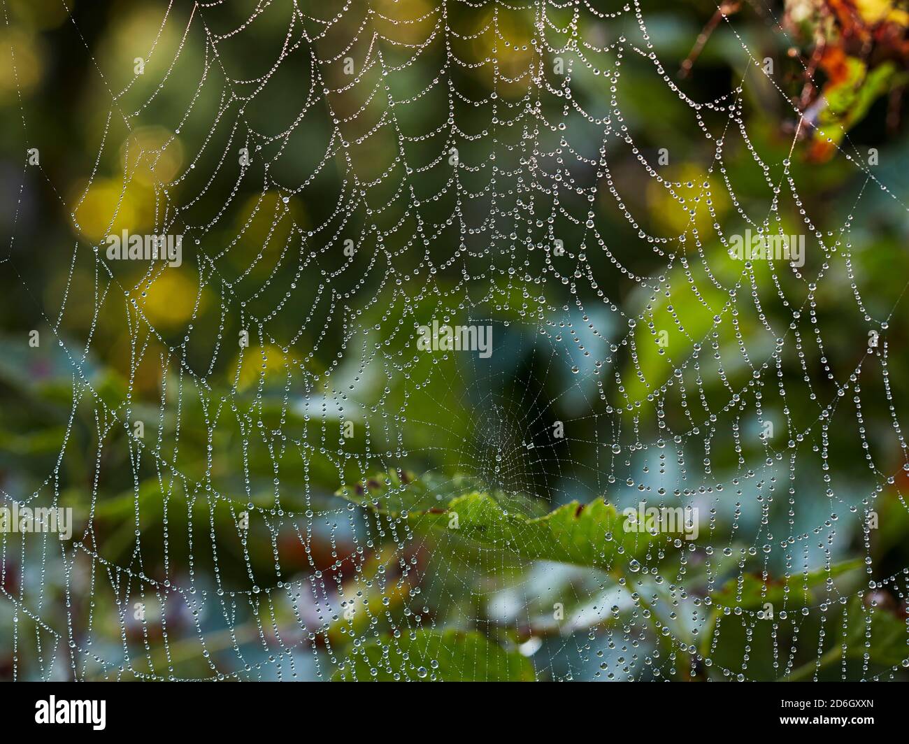 Radial threads hi-res stock photography and images - Alamy