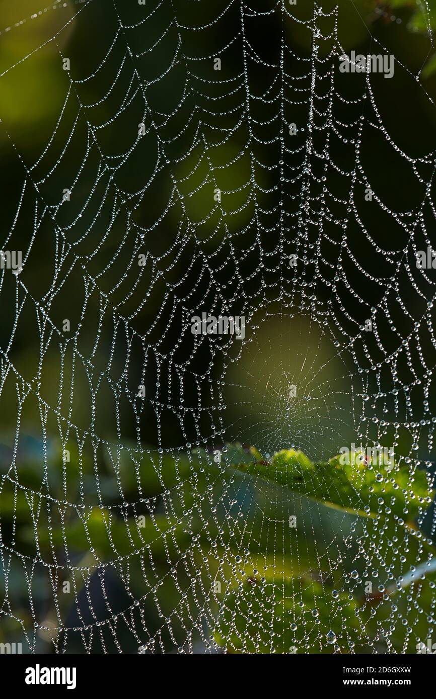 Large spider in a web hi-res stock photography and images - Alamy