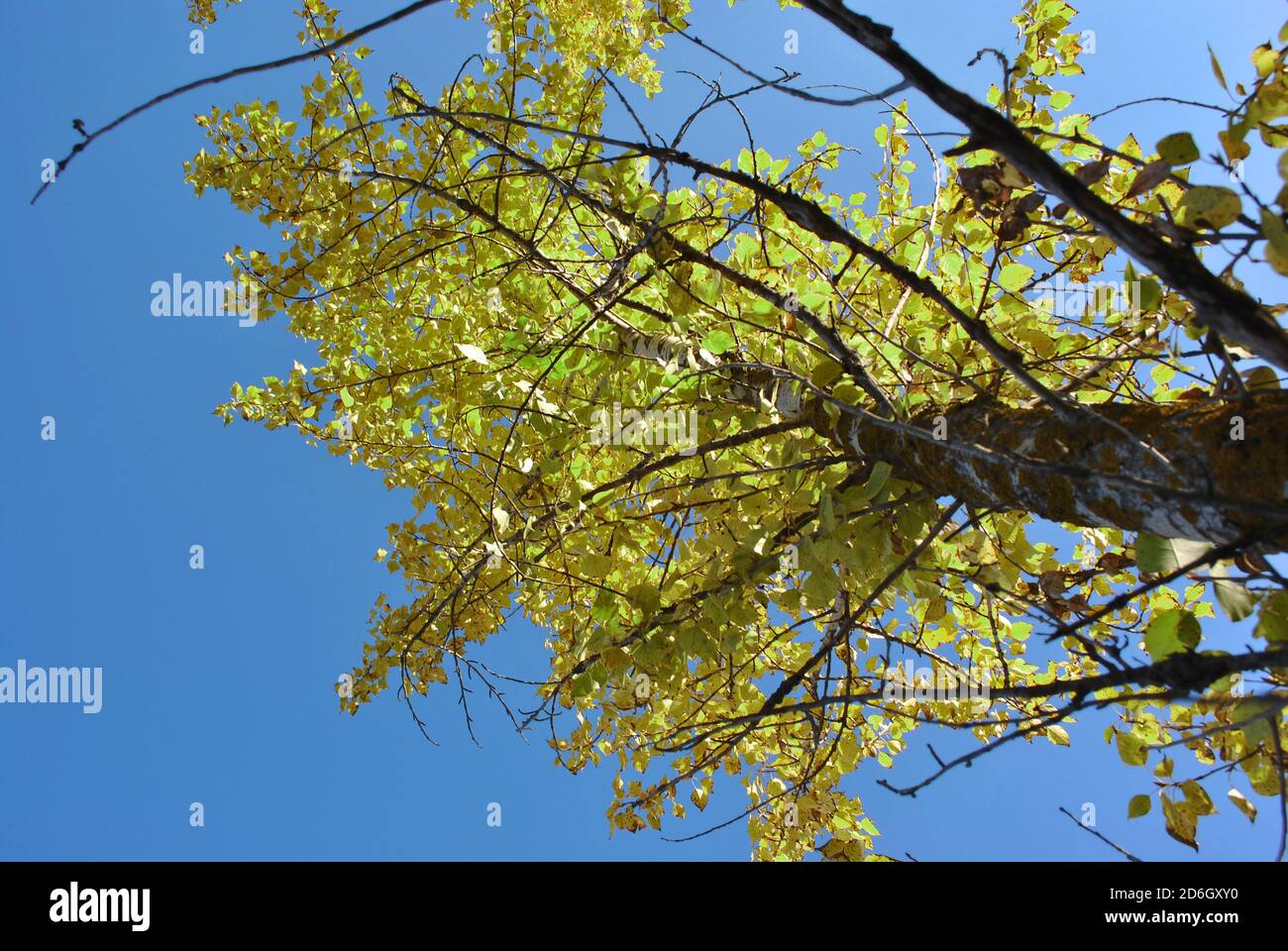 Yellow aspen tree on bright blue sky background, view from ground on ...
