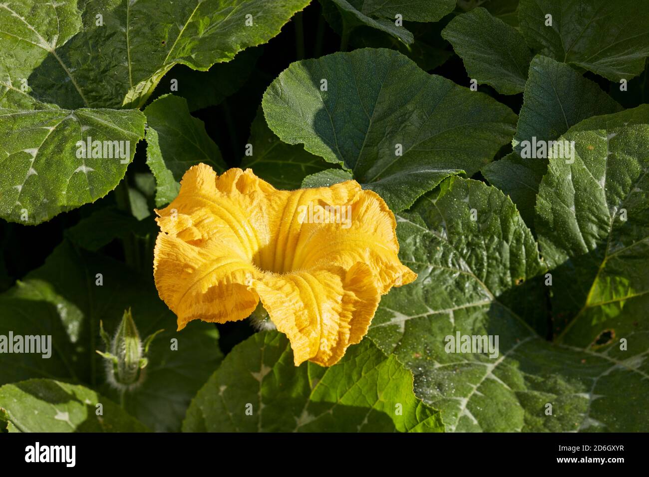 Cucurbita pepo pumpkin hi-res stock photography and images - Alamy