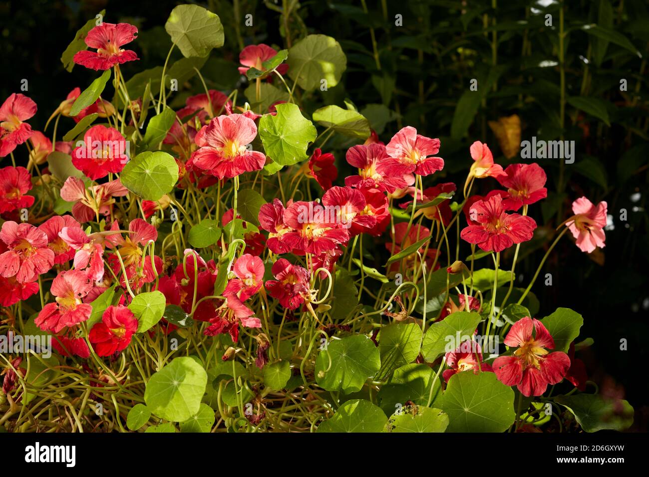 Flowering red garden nasturtium (Tropaeolum majus Stock Photo - Alamy